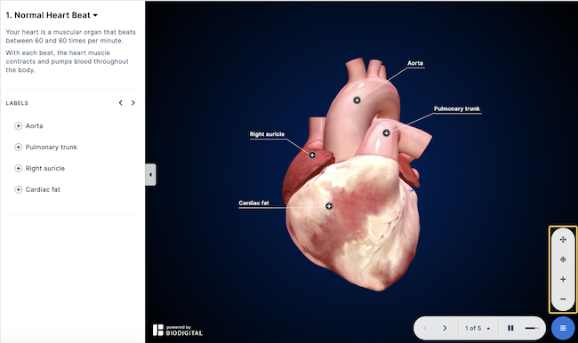 Streamlined navigation in the Human Viewer – Human Support