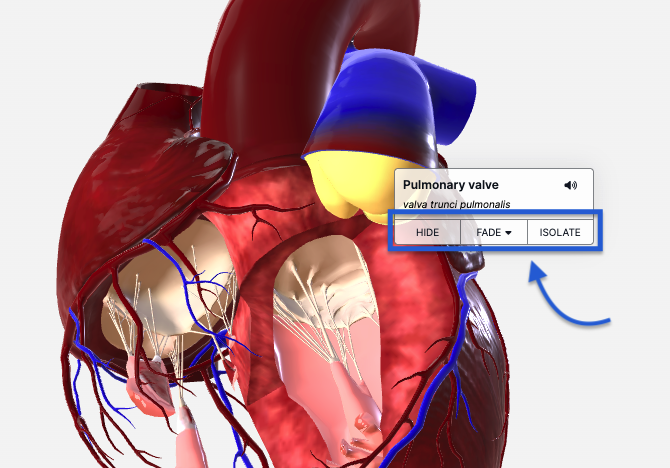 Best practices for using 3D models in presentations – Human Support
