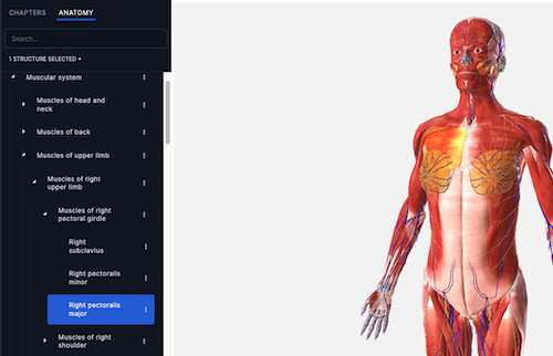 Use the Anatomy Tree to explore anatomy at different levels of detail ...